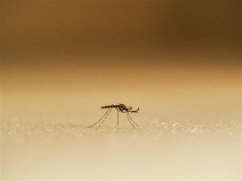 Premium Photo Close Up Of Insect On Surface