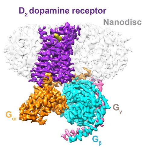 Dopamine Receptor Structure