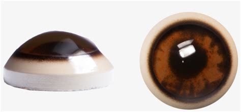 Bear Eyes 837x837 Png Download Pngkit