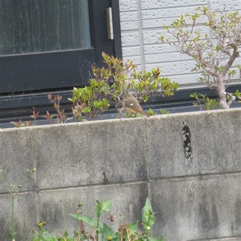 ジョウビタキ（メス） 太一パパです