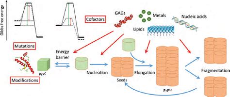 Figure 2 From Conformational Conversion Of Prion Protein In Prion