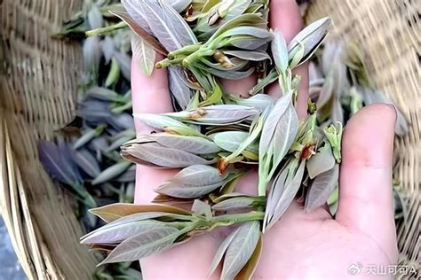老鹰茶是什么茶？解密其独特魅力！ 绿茶 山野 重庆 同源 民间 新浪新闻