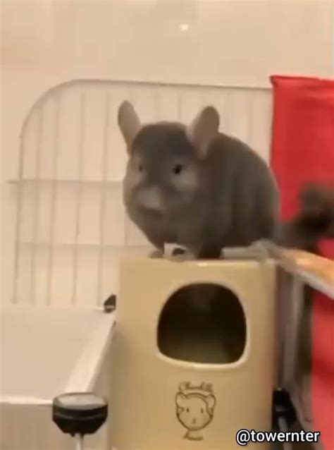 Tawanda Nyahuye👨‍💻 On Twitter Rt Towernter Linux Users When You Say