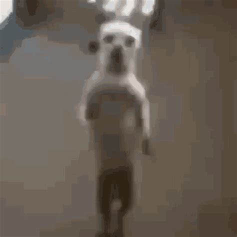Dog Dancing  Dog Dancing Discover And Share S