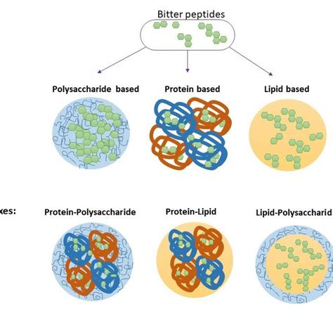 Schematic Representation Of Various Polymer Based Encapsulation Systems Download Scientific