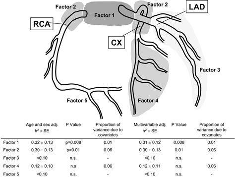 Ekgnormal Arterias Y Venas