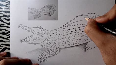 ¿cómo Dibujar Un Cocodrilo How To Draw A Crocodile Youtube