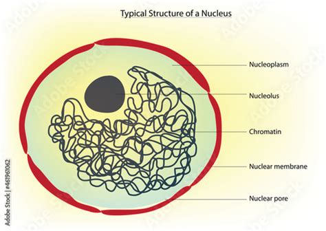 Biological Illustration Of Nucleus And Nucleolus Labeled Anatomy Of