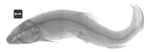 Schizothorax Griseus Pellegrin 1931