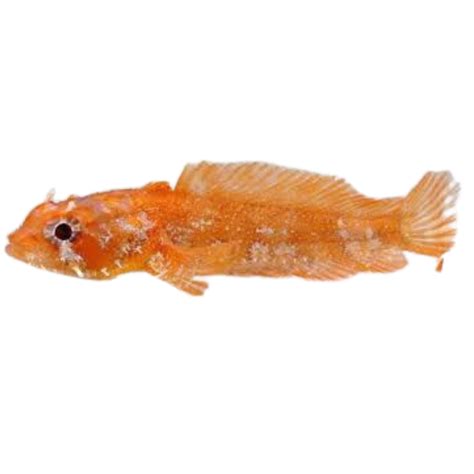 Orange Toad Fish Foxy Saltwater Tropicals