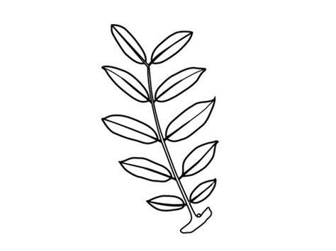 Plant Morphology Flashcards Quizlet