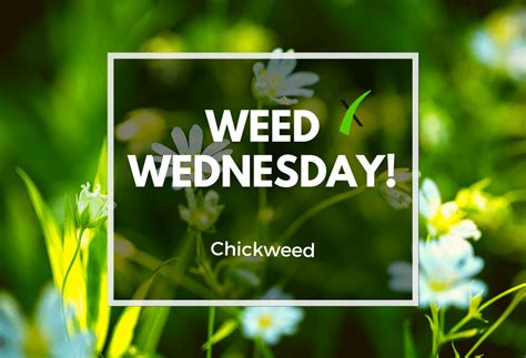 Weed Wednesday Chickweed Experigreen