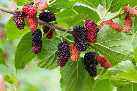 Explore The Collection Of Berry And Mulberry Tree Eureka Farms