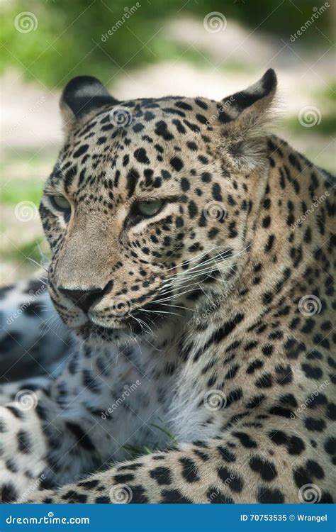 Persian Leopard Panthera Pardus Saxicolor Stock Image Image Of
