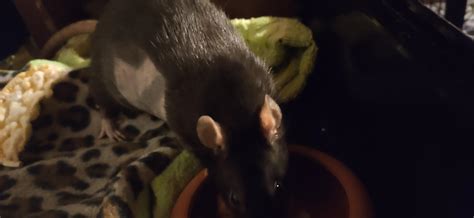 Post Op Mass Removal Rrats