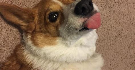 Enjoy A Cute Corgi Album On Imgur