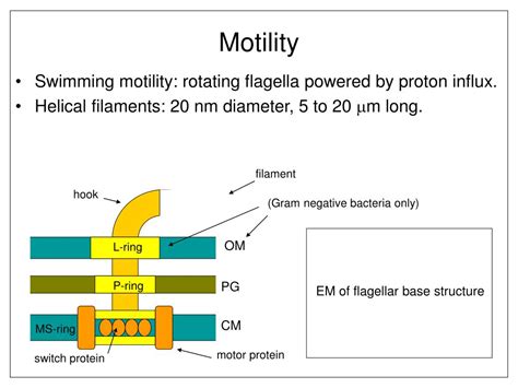 Ppt Microbiology And Molecular Biology For Engineers Powerpoint