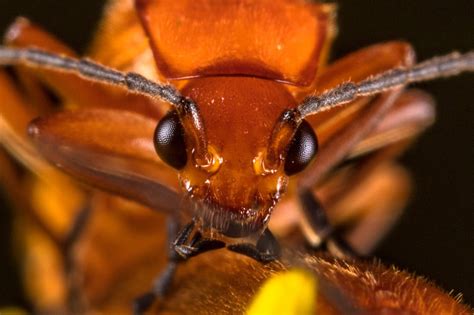 More Soldier Beetle Sex Nsfw The Photography Forum