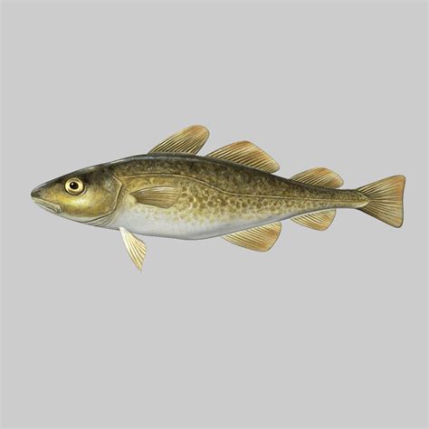 Atlantic Cod 3d Model 9 Fbx Ma Obj Free3d