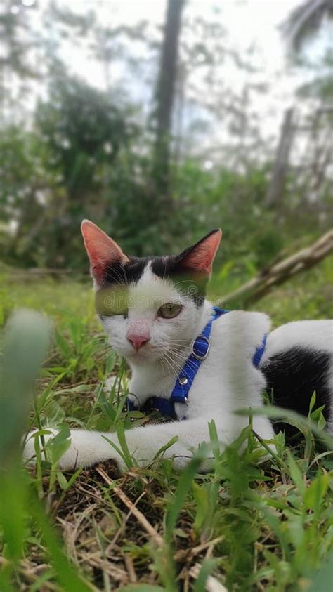 Kitten Play With The Grass Stock Image Image Of Environment 333282401