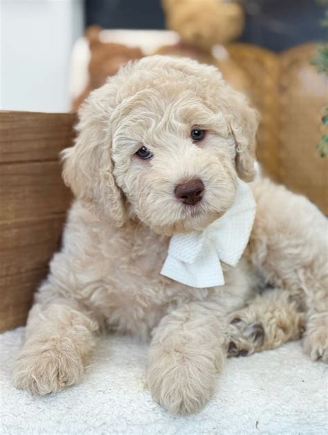 Smeragl Smeraglias Teddy Bear Goldendoodles And Schnoodles