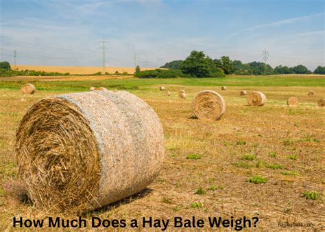 How Much Does A Hay Bale Weigh Guide To Hay Sizes And Types