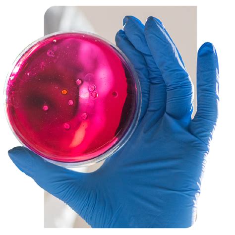 Biology And Microbiology Lab Instruments Yamato Usa