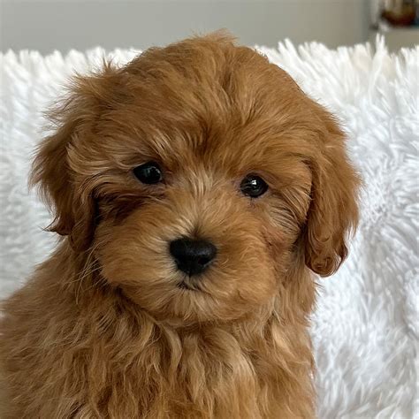 Mini Goldendoodle Puppy For Sale Heavenly Puppies