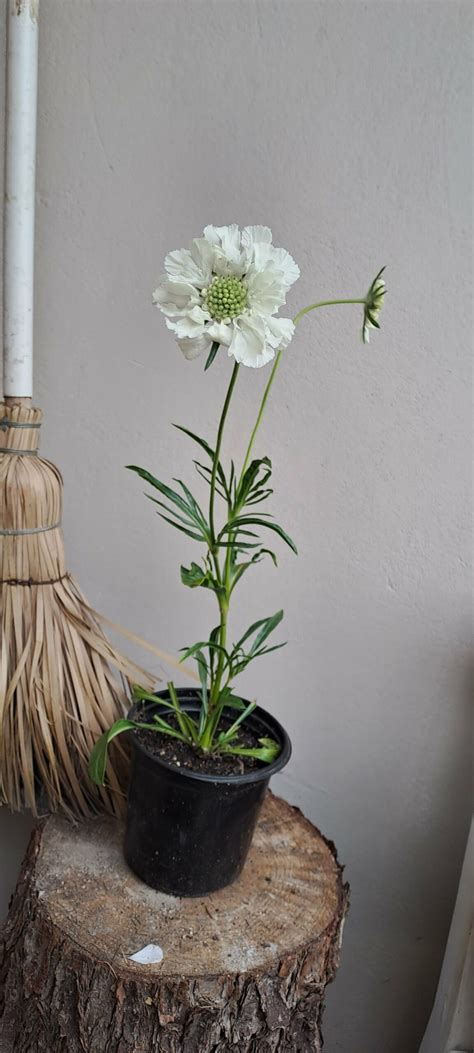 Scabiosa Flutter White The Plant Lady