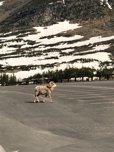 Glacier National Park Itinerary Logan Pass Big Sky Explorer