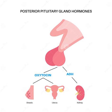 Hormonas De La Glándula Pituitaria Ilustración Del Vector Ilustración