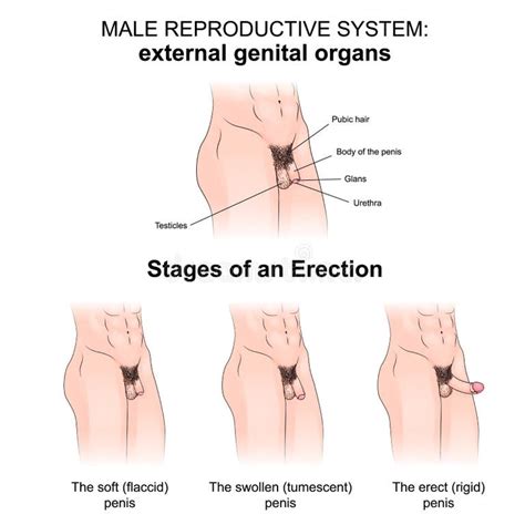 The Structure Of The External Genital Male Organs Stock Vector Illustration Of Fertilization