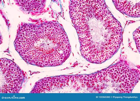 Section Of Testis Tissue Under The Microscope Stock Image Image Of