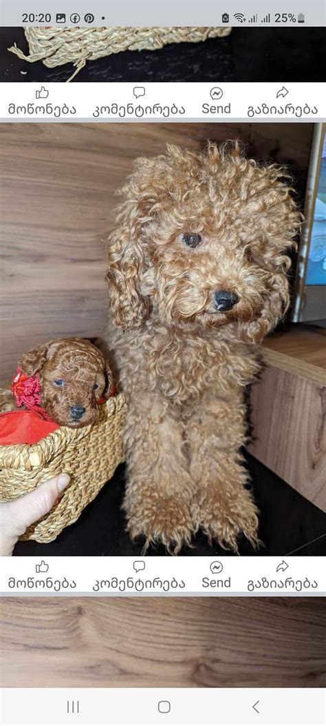 👑პუდელები და პატარა ჯიშის ლეკვების ფანკლუბი საქართველოში Poodles And Small