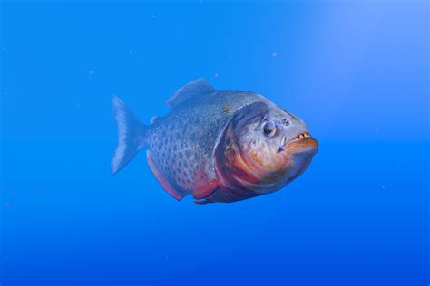 Piranha Animated 캐릭터 Unity Asset Store