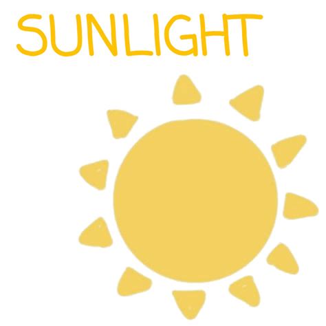 Sonchafa Plant Easy Care Kulsum Agro Tech