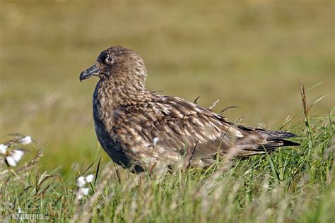 Skua Bilder Skua Fotos Naturfoto