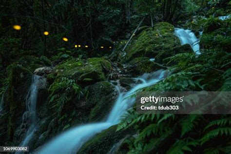 Fireflies Japan Photos And Premium High Res Pictures Getty Images