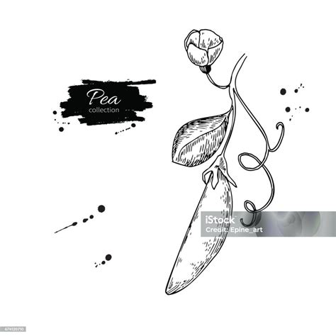 Pea Pod Hand Drawn Vector Illustration Isolated Vegetable Engraved