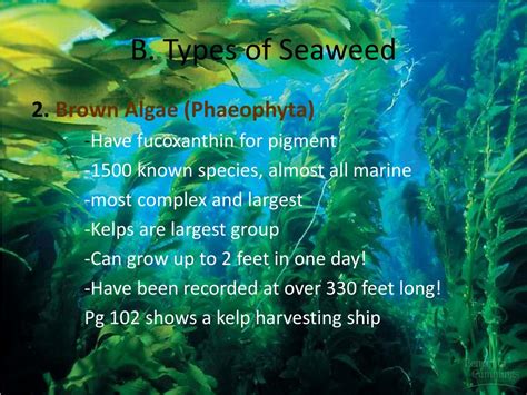 Ocean Seaweed Types