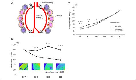 Characters Of The Fetal Growth Restriction Fgr Model Using The