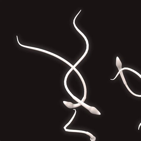 Fertilization 3d Model 9 3ds C4d Obj Stl Unknown Free3d