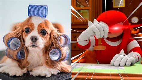 Knuckles Rates Animals Knuckles