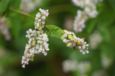 Our Guide To Growing Buckwheat Plant Care Tips Varieties And More
