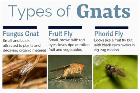where do gnats come from and how do you get rid of them dengarden