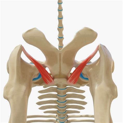 Obturator Muscle Obturator Internus Muscles Fotos Und Bildmaterial