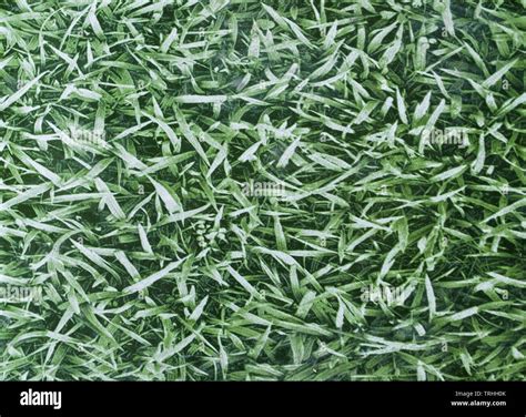 Grass Texture Tile