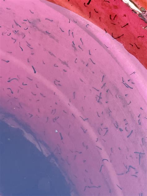 Are These Mosquito Larvae Rwhatisthisbug