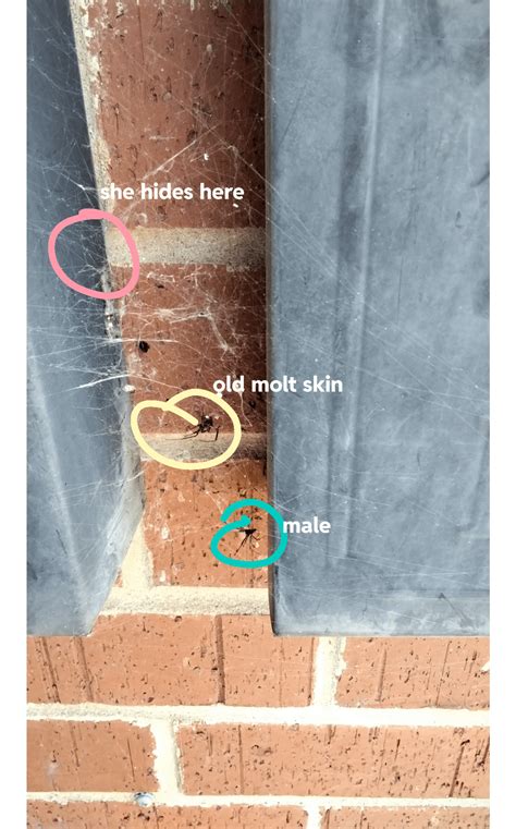 Behavior Question Rspiders