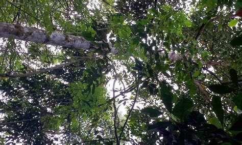 T From Nature Van Aroma